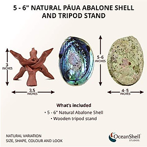 Ocean Shell Studios 5-6 inches Premium Natural Abalone (Pāua) Shell with Wooden Stand for Smudging, Cleansing Home, Meditation, Shell Crafts,Incense Holder, Home Décor, 100% Natural, Sustainable.