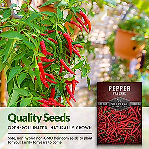 Survival Garden Seeds - Red Cayenne Pepper Seed for Planting - Packet with Instructions to Plant and Grow Hot Chili Peppers in Your Home Vegetable Garden - Non-GMO Heirloom Variety - Single Pack