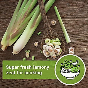 Sow Right Seeds - Lemon Grass Seed for Planting - Non-GMO Heirloom Seeds - Full Instructions for Easy Planting and Growing an Herb Garden, Indoor or Outdoors; Great Gardening Gift (2)