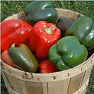 Lady Bell Sweet Peppers Seeds (20+ Seeds) | Non GMO | Vegetable Fruit Herb Flower Seeds for Planting | Home Garden Greenhouse Pack