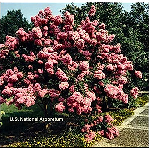 Large Seminole Tree Crape Myrtle, Matures 15ft+, Dark Coral Pink Flower Clusters, Excellent Yellow/Orange Fall Foliage, Beautiful Gray/Beige Bark, Ships 2-4ft Tall, Well Rooted in Pot with Soil (10)