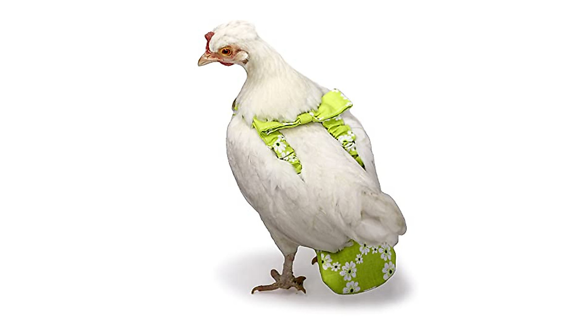 Washable Chicken Diapers for Hens or Roosters - Fashionable Nappy - Pet ...