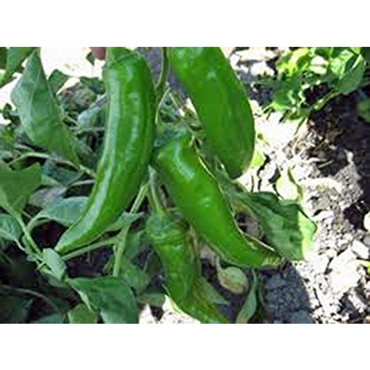 Pepper, Anaheim, Heirloom, 100 Seeds, Mildly Spicy Great Fresh OR Dried