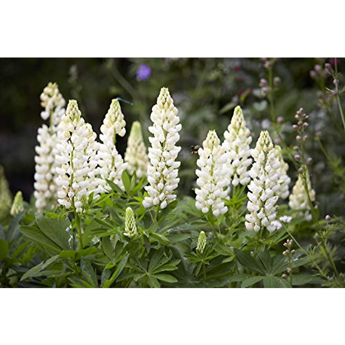 White Russell Lupine Seeds for Planting, 100+ Flower Seeds Per Packet, (Isla's Garden Seeds), Non GMO & Heirloom Seeds, Botanical Name: Lupinus polyphyllus, Great Home Flower Garden Gift