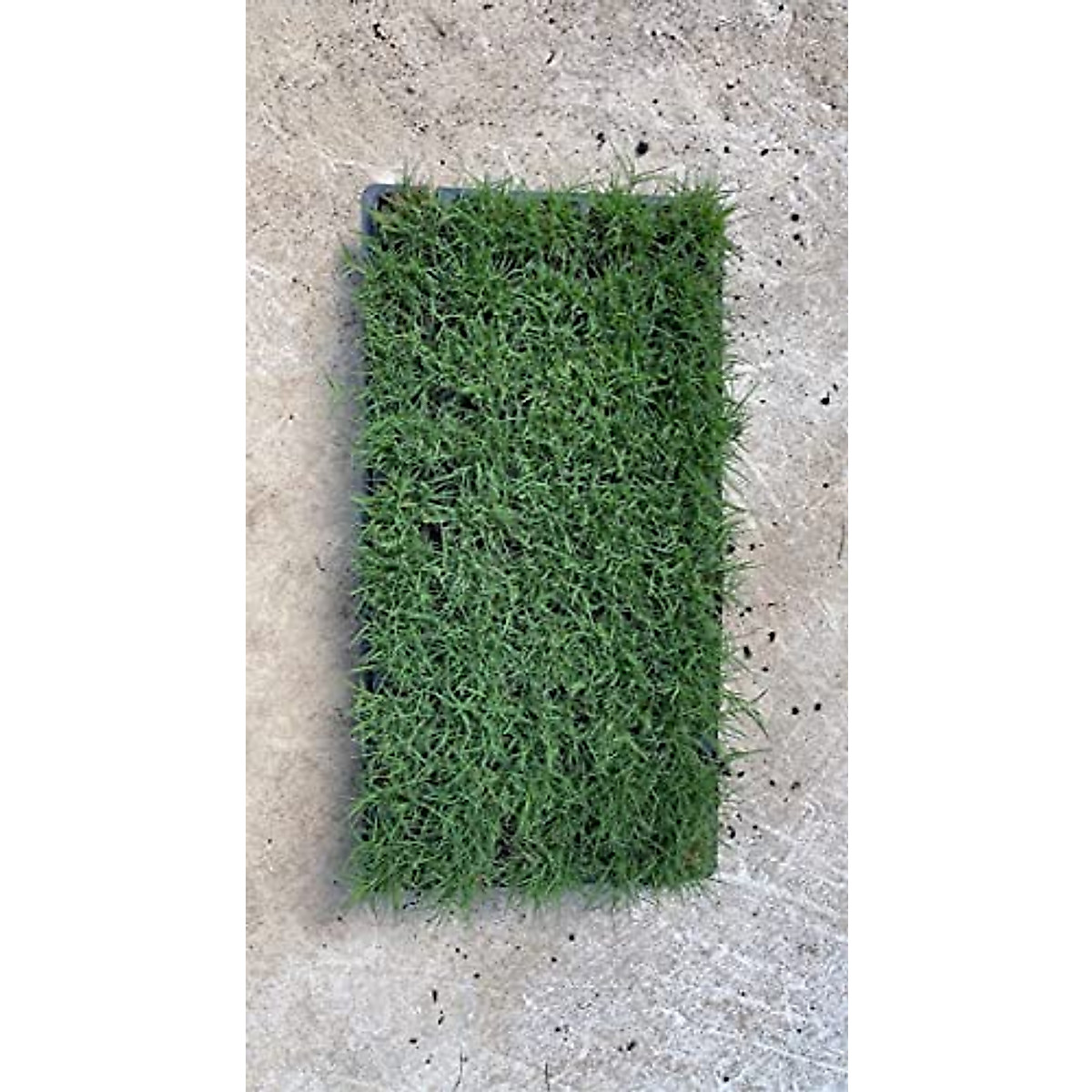 Tahoma 31 | Bermuda Grass Plugs - 100 Large Plugs, Fast Growing, Low Maintenance, Green