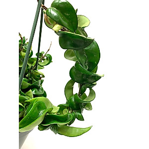 Hoya Compacta aka Hoya Hindu Rope Available in 2", 4", and 6" Pot Live Hoya Plant Air-Purifying Plant (Hoya Compacta, 4" Pot with 2 Plants)