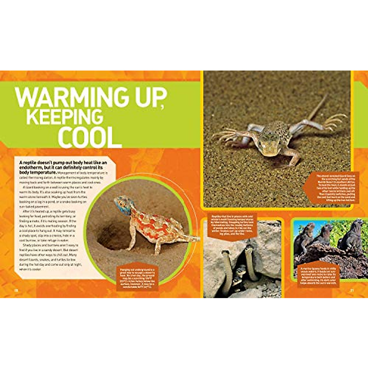 Ultimate Reptileopedia: The Most Complete Reptile Reference Ever