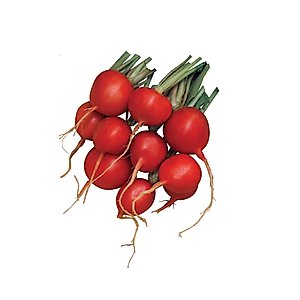 Burpee Cherry Belle Radish Seeds 2000 seeds