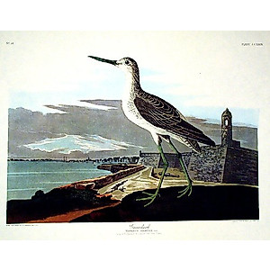 Greenshank. From"The Birds of America" (Amsterdam Edition)