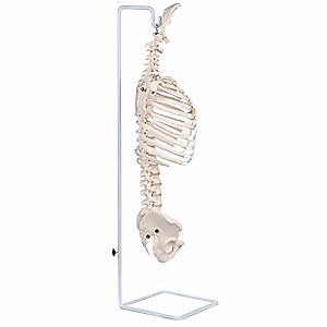 Axis Scientific Human Rib Cage Anatomy Model: Life Size Vertebral Column with Complete Vertebrae, Cast from Real Human Bones, Includes Detailed Study Guide, Base Stand