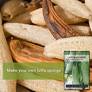 Sow Right Seeds - Luffa Gourd Seed for Planting - Non-GMO Heirloom Packet with Instructions to Plant a Home Vegetable Garden - Great Gardening Gift (2)