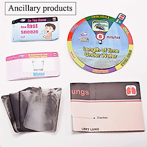 HIRNER Model Teaching Model Realistic Lung Anatomy Model Removerable Human Internal Organ Anatomy Model Medical Teaching Learning Aids for Teaching