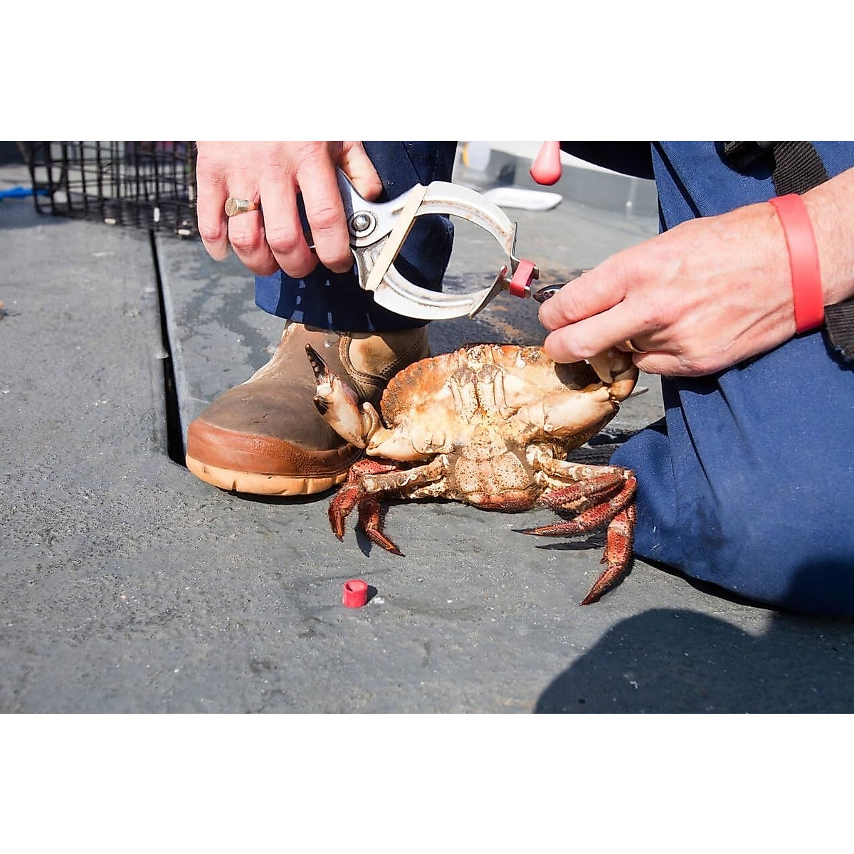 AirFly Crab, Lobster Claw Rubber Band Pliers (Bands not Included)