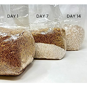 Olympus Myco Sterilized Grain Bag 2 Pack | Millet Substrate for Mushroom Growing | 0.2 Micron Filter Patch | Mushroom Grow Bag | Formulated by Mycologists (3 lbs)