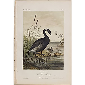 The Black Brant