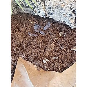 Combo Pack 15 Powder Blue Isopods and 8 oz Springtail Culture