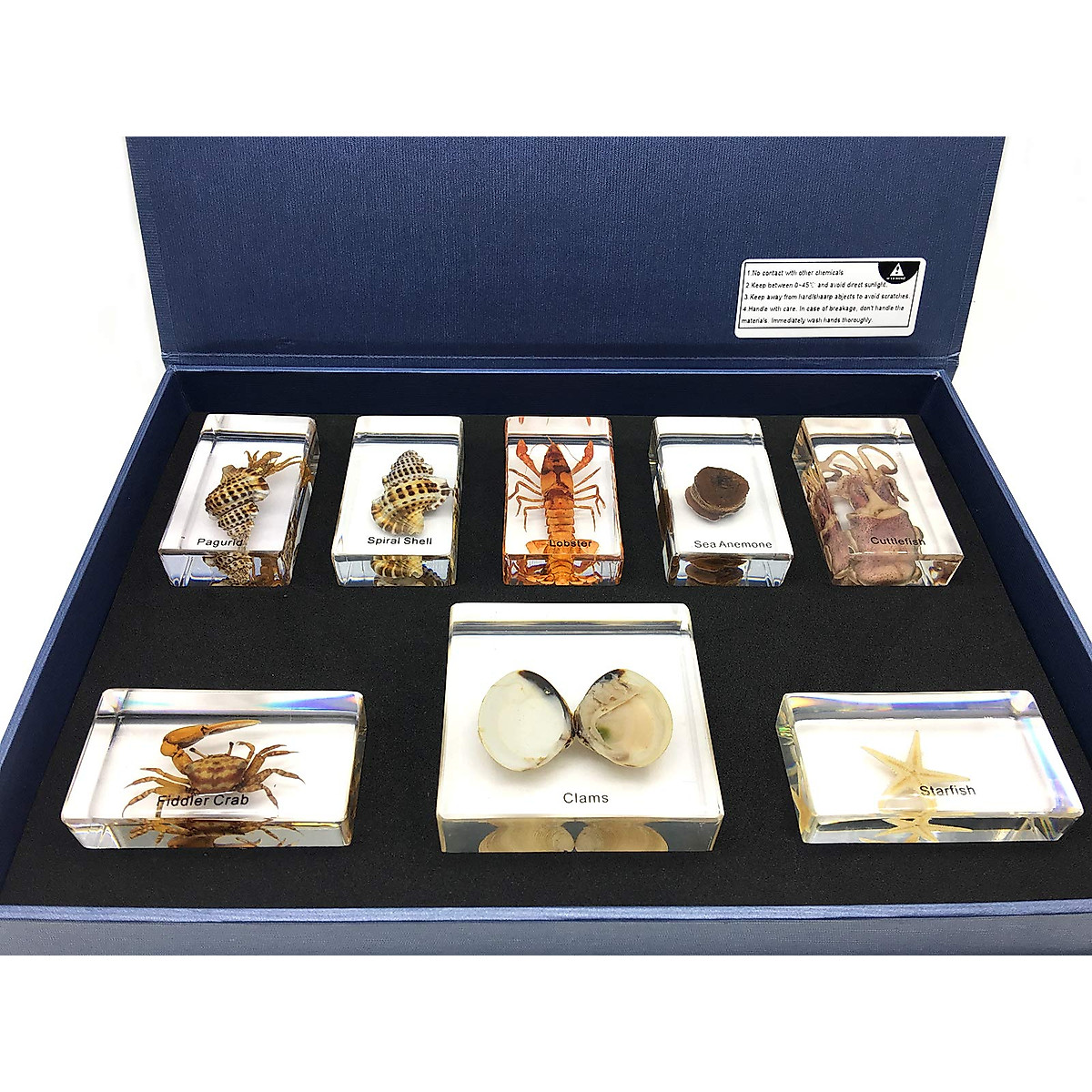 8 PCS Marine Animals Specimens Taxidermy Paperweights for Science Classroom Education