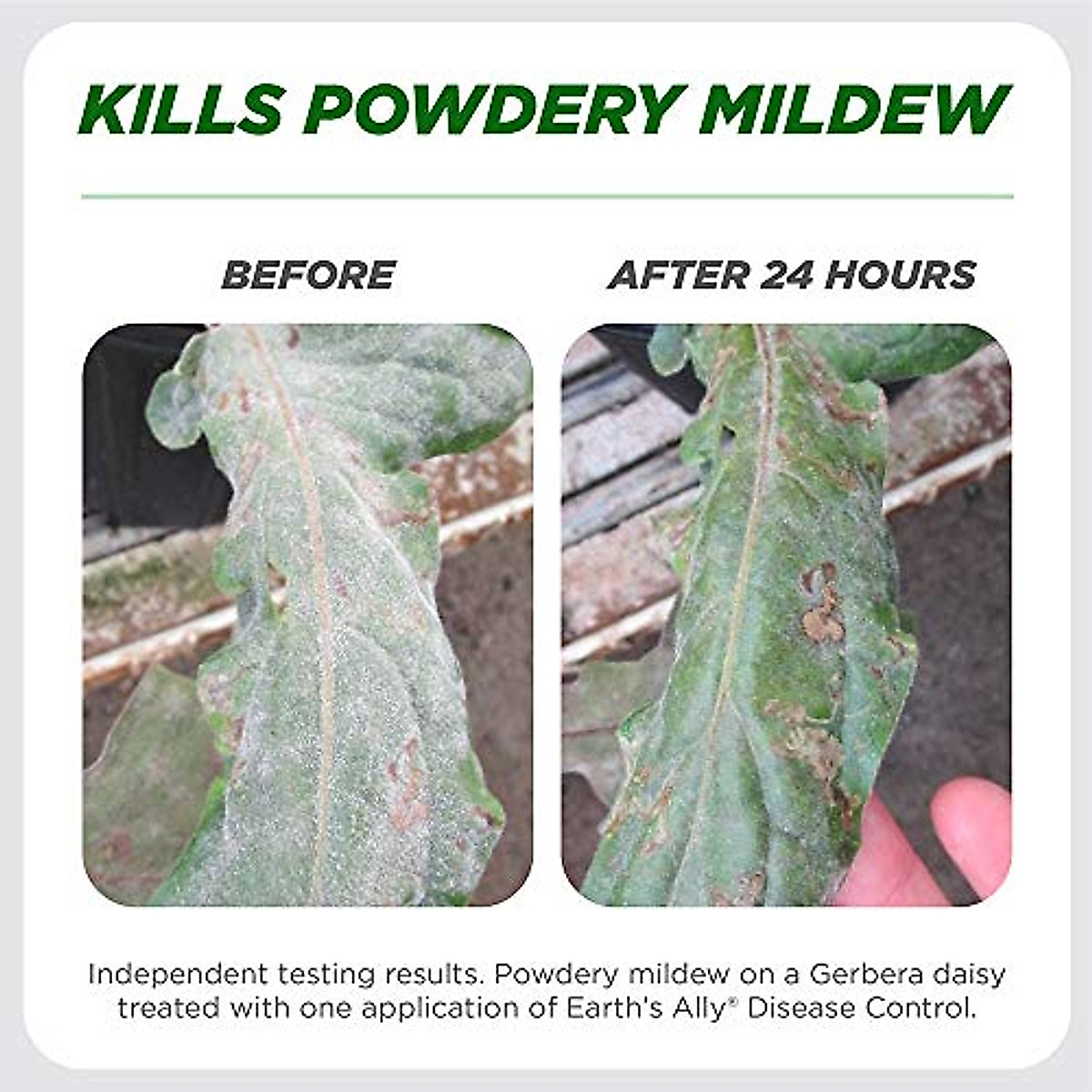 Earth's Ally Disease Control Concentrate for Plants | Fungicide Treatment for Powdery Mildew, Blight, Black Spot, Fungus - Use on Plant & Rose Diseases & More, 32oz Concentrate