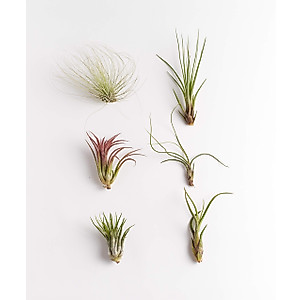 Shop Succulents Bromeliad Collection Hand Selected Variety of Tillandsia Ionantha, Purifying Live Indoor Air Plants