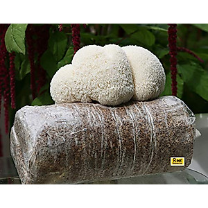 Lion's Mane Grow Kit (one kit), 3.2 Pound Log
