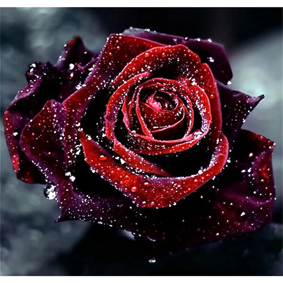 Garden Plant Seed Flower Seed 100Pcs Mixed Color Flowers Rose Seeds Multi Coloured Rose Flower Seeds Home Garden Plant