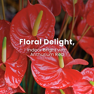 American Plant Exchange Anthurium Plant, 6-Inch Pot, Live Indoor Houseplant, Easy Care Flowering Houseplant, Home and Office Décor, Red Flowers