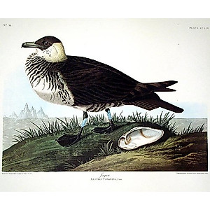 Jager. From"The Birds of America" (Amsterdam Edition)