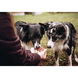 Muenster Grain Free with Salmon – Dry Dog Food or Mixer with Fish Protein - Complete and Balanced Kibble for Large, Medium or Small Breed Dogs, 4 lb