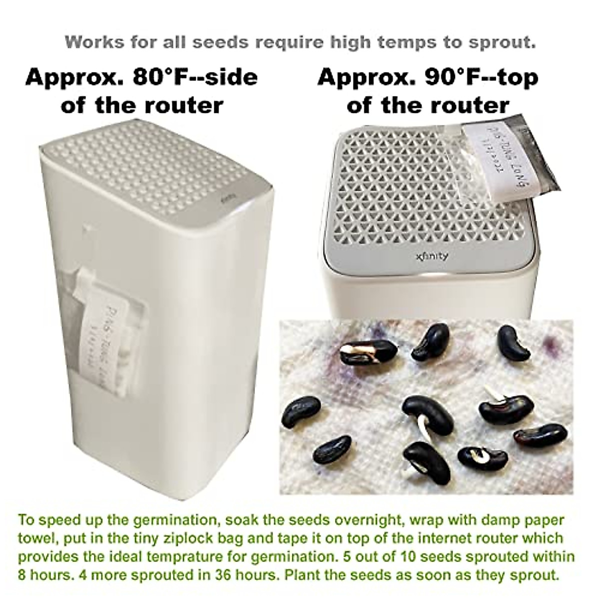 Pole Bean Seeds for Planting Vegetables and Fruits-Chinese Yard Long Beans 豇豆. Non GMO Heirloom Seeds for Home Vegetable Garden-6g(30ct+) Veggie Seeds Oriental Yard Long Bean Seeds