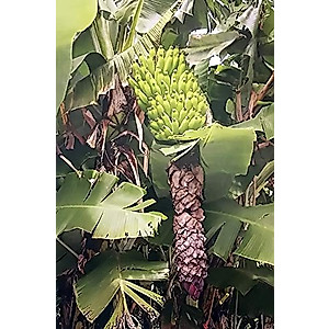 Dwarf Apple Banana - Live Plant - Dwarf Brazillian Banana - Dwarf Hawaiian Apple Banana