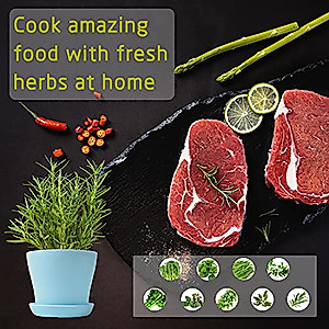 Indoor Herb Garden Starter Kit - 9 Herb Seeds Growing Kit, Organic&Non GMO Home Windowsill Plant Kit with All Gardening Tools, Ideal DIY Gardening Gift for Kids Adults