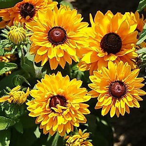 Black Eyed Susan Seeds - Goldilocks - 1/4 Pound - Yellow Flower Seeds, Heirloom Seed Attracts Bees, Attracts Butterflies, Attracts Pollinators, Easy to Grow & Maintain, Extended Bloom Time, Fast