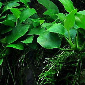 30+ Stems Package Starter Beginner Set Live Aquarium Plants Java Moss, Micro Sword, Rosette Amazon Sword, Anubias, Java Fern and More by Mainam