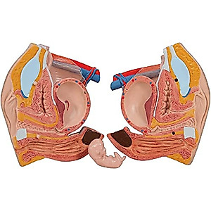ERCTOO Human Body Model - Torso Anatomical Model - Human Torso Anatomy Model 23 Pcs Removable Parts with Heart Visceral Brain Skeleto for Preschool & School Science Medical Education Display 85cm
