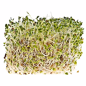 Todd’s Seeds - Alfalfa Sprouting Seeds - Easy to Grow Bulk Alfalfa Seeds - Fast Growing Seeds with High Sprout Germination (1/4 Pound)