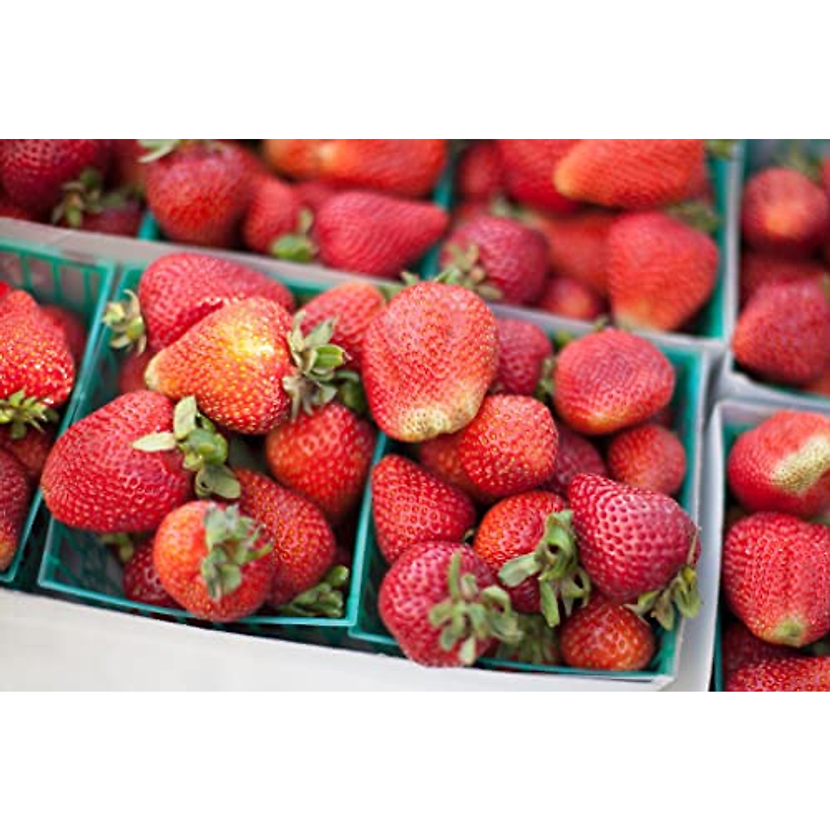 ALLABOARD California Strawberry Seeds for Planting | Heirloom Organic Sweet Strawberry Seeds for Hydroponic Garden - 500 Seeds (California Strawberry)