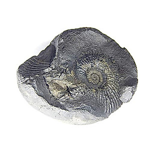 XUETZALCOATL Shatrughnah Sudarshan Shaligram 1.5cm - 2.5cm from Kali Gandaki 1 pcs