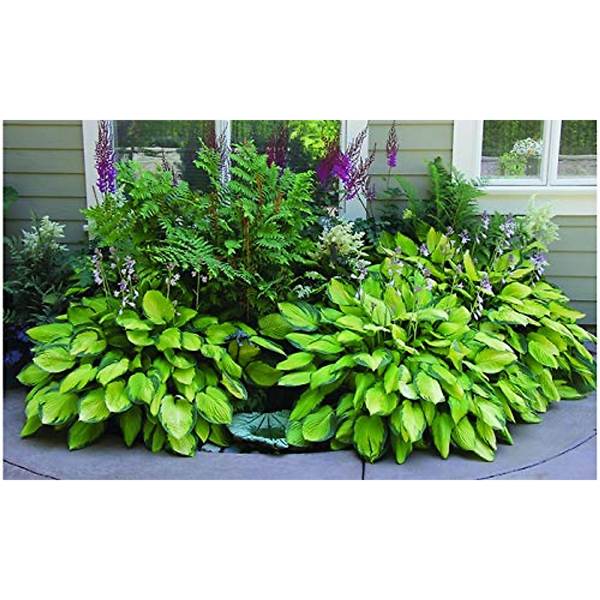 Hosta Perenial Mixed Bare Root Plans 9 Pack