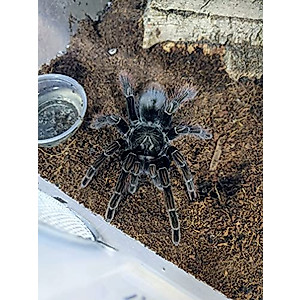 Josh's Frogs Coco Cradle Brick (3 Pack)