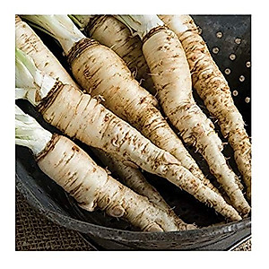 David's Garden Seeds Salsify Sandwich Island Mammoth 6311 (White) 50 Non-GMO, Heirloom Seeds