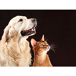 cat Skin Treats - Pets Hair and Coat Boost - for Dogs and Cats - Supports Healthy Skin Hair Nails - Vitamin b12 for Cats - 2 Bottles (120 Tablets)