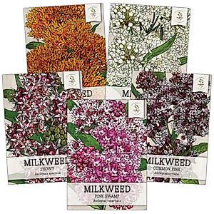 Seed Needs, Milkweed Seed Packet Collection to Attract Monarch Butterflies (5 Individual Seed Varieties to Plant) Heirloom & Untreated Seeds