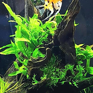 Mainam 2 Different Java Fern Windelov Java Fern Tropical Freshwater Live Aquarium Plant Decorations 3 Days BUY2GET1FREE