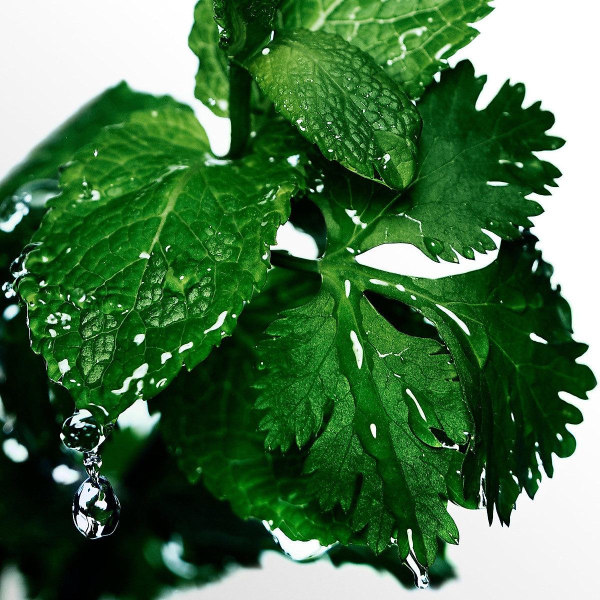 Davidoff Cool Water Deodorant Stick for Men Alcohol Free, 2.4-Oz.