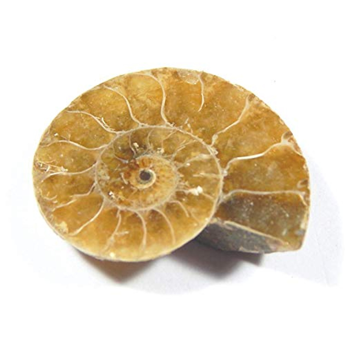 XUETZALCOATL Jananah Sudarshan Shaligram 1.5cm - 2.5cm from Kali Gandaki 1 pcs