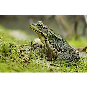 Posterazzi Side view of alert green frog Vaudreuil Quebec Canada Poster Print, (19 x 12)