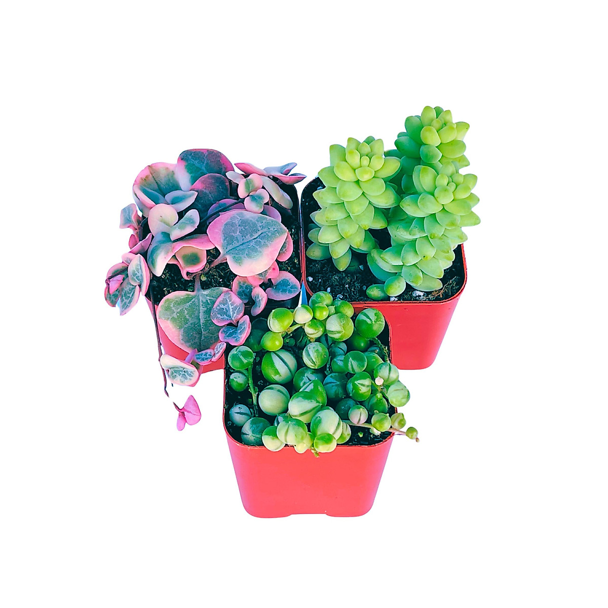 Succulents Plants Live (3-Pack) 2" Hanging Plants Starter Pack, Live Succulent Plants Fully Rooted in Planter Pots with Succulent Soil Mix by The Succulent Cult (3 Pack)