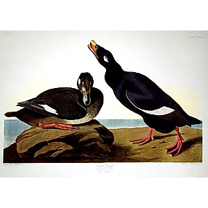 Velvet Duck. From"The Birds of America" (Amsterdam Edition)