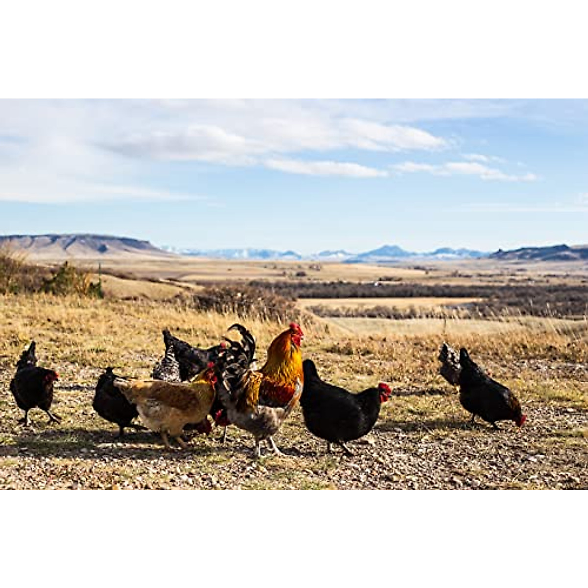 Eden Feeds Layer Feed for Chickens - 40 lb Bag Non GMO Soy and Corn Free Whole Grain Minimally Processed Feed