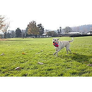 Chuckit! Fumble Fetch Dog Toy, Outdoor and Indoor Dog Toy Small